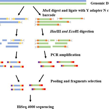 GBS Pipeline Diagram The Genomic DNA Were Digested With MseI And Download Scientific Diagram