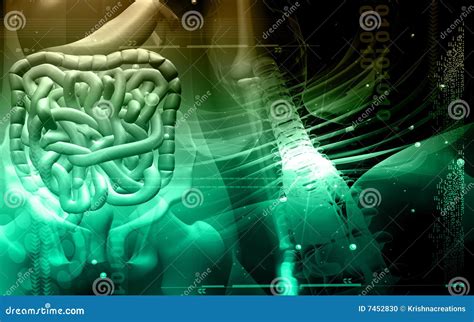 Female Human Digestive System Stock Illustration Illustration Of
