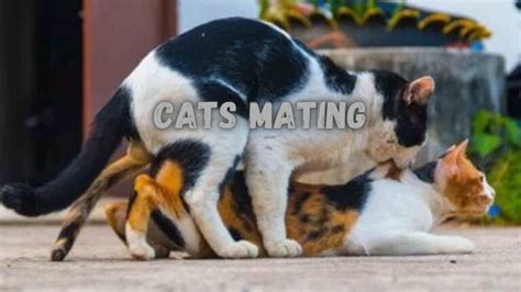 How Do Cats Have Sex 7 Helpful Vets Guide For Pet Owners