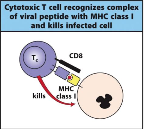 Functional Subsets Of T Lymphocytes Flashcards Quizlet