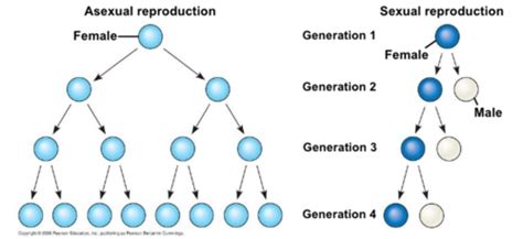 Sexual Selection Flashcards Quizlet