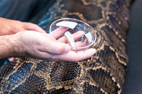Biologists Capture Largest Python Found In Florida At 18 Feet Biologists Capture Largest Python Found In Florida At 18 Feet