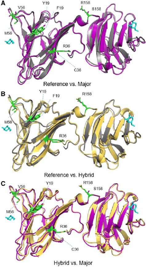 Protein Structural Differences Between The Central Models Of The Major Download Scientific