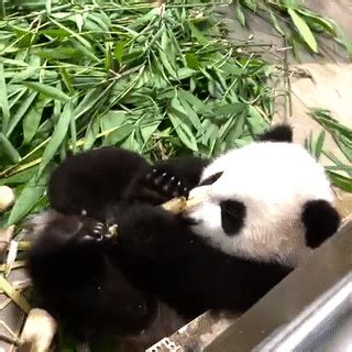 Panda Cub Le Le Has Started Eating Bamboo By Copying His Mums Moves