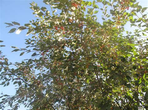 Heaven Өглөөний алхалт