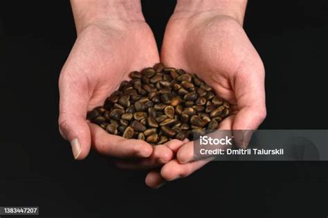 한 줌의 소나무 견과류는 손바닥 손 견과류 및 검은 색 배경에 있습니다 갈색에 대한 스톡 사진 및 기타 이미지 갈색 개체 그룹 건강한 생활방식 Istock