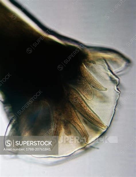 Ancyclostoma Duodenalis Tail Parasite Nematode Worm Superstock