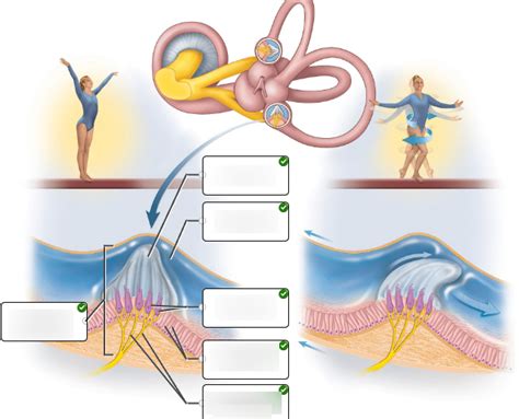 Semicircular Canals Diagram Quizlet