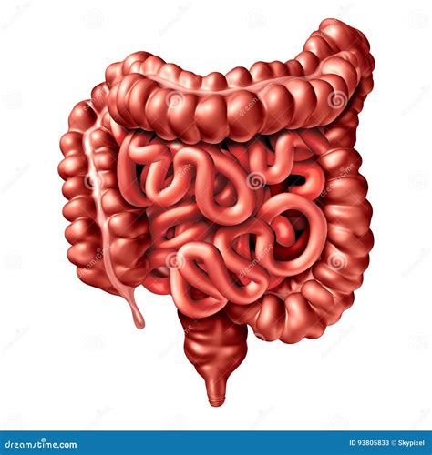 Intestine Illustration Drawing Engraving Ink Line Art Vector