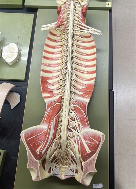 Spinal Cord Whole Diagram Quizlet