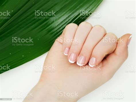 매니큐어와 녹색 잎 흰색 절연 근접 촬영 아름 다운 섬세 한 손 매니큐어에 스파 살롱에서 여성 손 사진 전문 프랑스어 매니큐어 건강한 생활방식에 대한 스톡 사진 및 기타