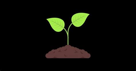 Seed Growing Animation Stock Video Footage For Free Download