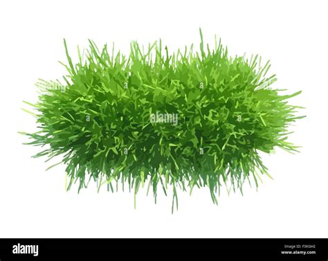 Vector Illustration Tuft Of Grass For The Banner Stock Vector Image