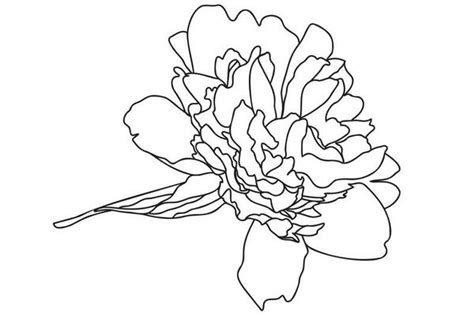 Carnation Line Drawing Vector Art Icons And Graphics For Free Download