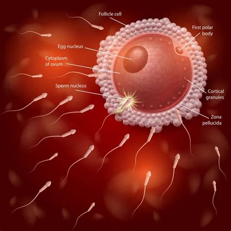 Male Sperm Fertilize Female Egg Colorful Medical Illustration Stock