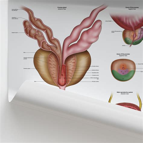 Prostate Anatomy Poster Male Reproduction Chart Anatomystuff