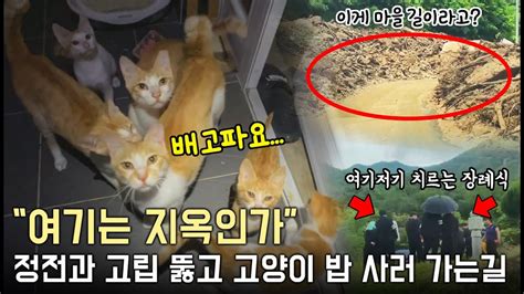 마을이 통째로 휩쓸린 처참한 산사태 현장을 뚫고 고양이들 식량을 구해 와야 한다 Youtube