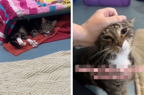 以為飼主出國把自己寄放在別人家！虎斑貓過4個月才驚覺自己被拋棄心碎哭了 動物新鮮事 Udn寵物部落
