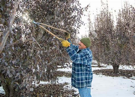 Early Decisions Aid Proper Pear Pruning Good Fruit Grower