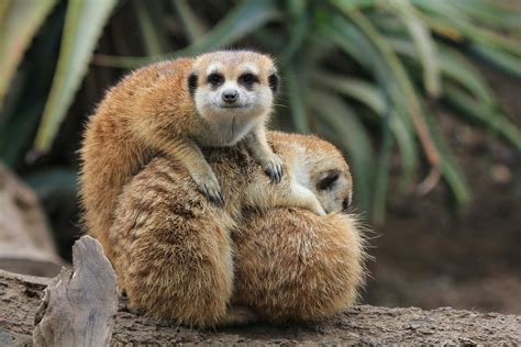 Cute Tan Lines Photos Download The Best Free Cute Tan Lines Stock