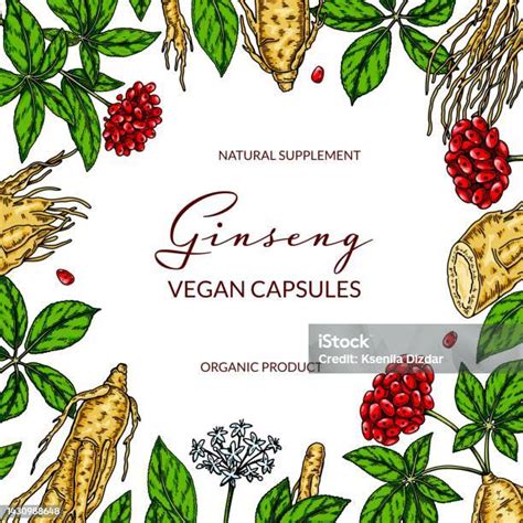 인삼 다채로운 사각형 디자인 스케치 스타일로 손으로 그린 식물 벡터 일러스트레이션 포장 라벨 배지에 사용할 수 있습니다 한방 의학 배경 0명에 대한 스톡 벡터 아트 및 기타