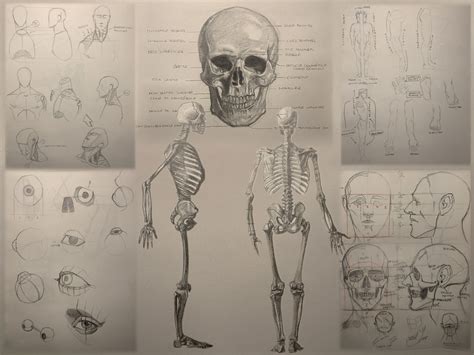 Artstation Anatomy Notes Stephen Rogers Peck Atlas Of Human