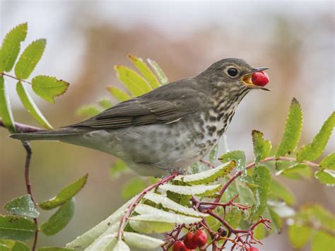 Swainsons Thrush Bird Bio Swainsons Thrush Klamath Bird