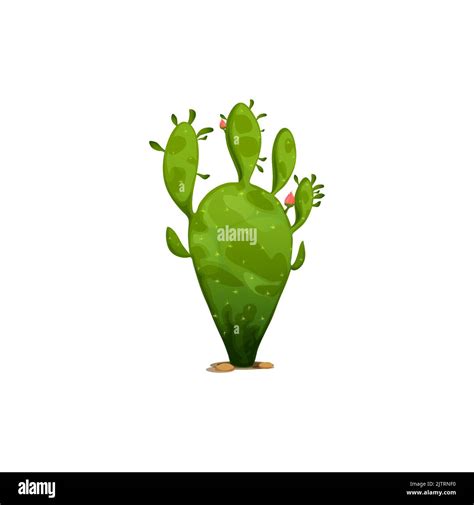 Green Cactus Succulent Agave Plant Grows In Desert Isolated Cartoon