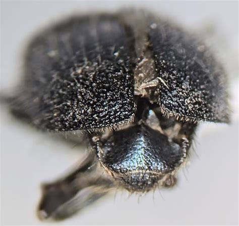 Lucas Canyon 3 Necrobia Violacea Bugguide Net