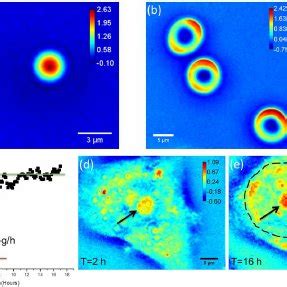 PDF Diffraction Phase Microscopy With White Light