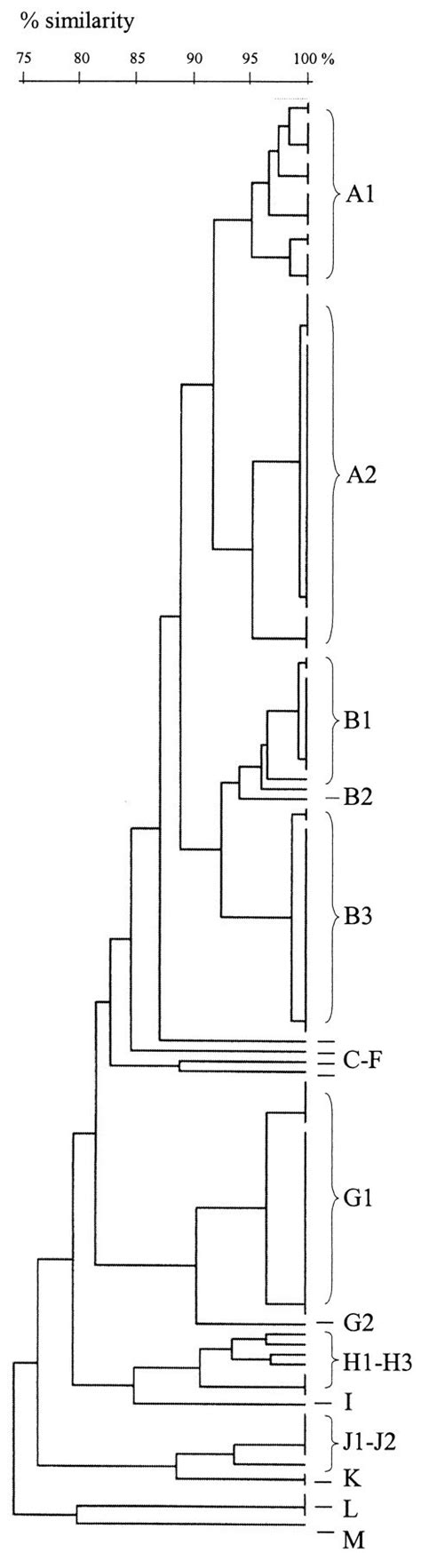 Dendrogram Based On Pfge Macrorestriction Pro Fi Les Of 142 Isolates
