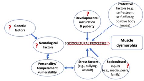 Muscle Dysmorphia Flashcards Quizlet