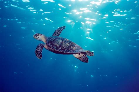 Datos Que Ayudan A Entender Por Qué Las Tortugas Son Tan Importantes Para Los Ecosistemas Infobae