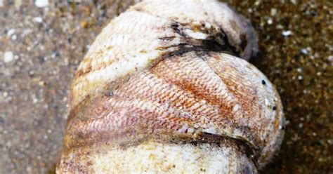 Professor Pbrains Blog Limpet Mine