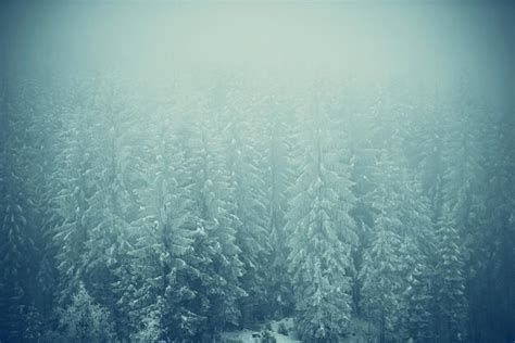 Premium Photo Frozen Forest Landscape