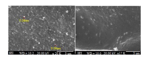 Size And Morphology Of The Optimized Formulation Download Scientific Diagram