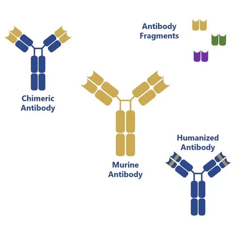Monoclonal Antibodies Definition Types Production Side Effect Applications Biology Notes