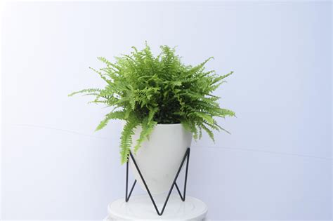 波斯顿蕨的栽培技术以及日常养护 好花网
