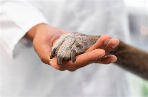 Understanding Animal Protection Laws Made Simple