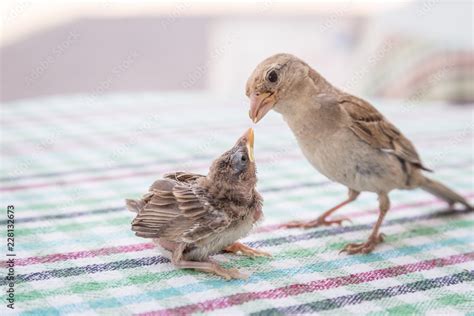 Newborn House Sparrow