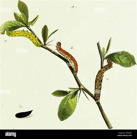 This Historical Work By Jacob Hübner Outlines The Classification And Biology Of European