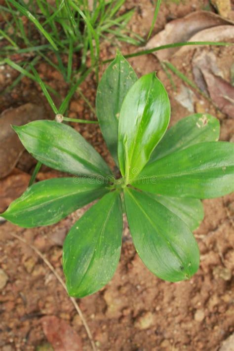 Small Yam In The Farm Stock Image Image Of Shrub Vegetable 183058055