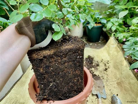 バラの植え替え時期はいつ地植えも同じ鉢植えの植え替え方法を紹介GreenSnapグリーンスナップ