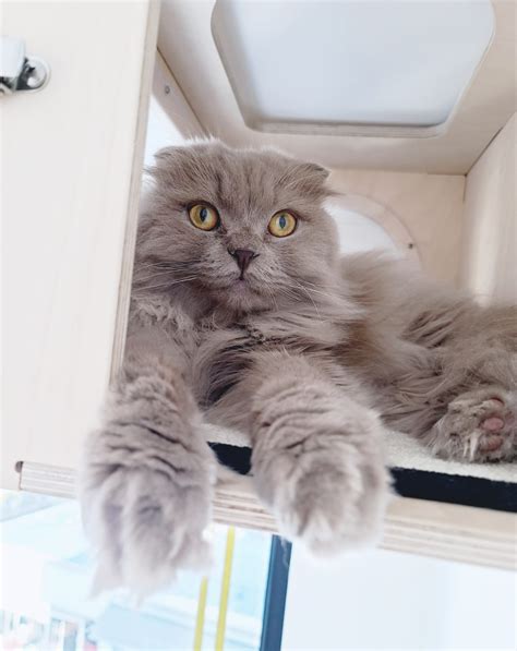 라일락 하이랜드폴드 삼돌이 고양이 책임분양 ♥ 아이조아 유기방지입양 파양 강아지보호소 고양이보호소 무료분양센터