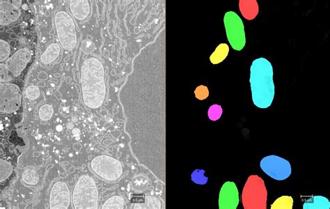 Xtra Library For Thermo Scientific Amira Avizo And Pergeos Software