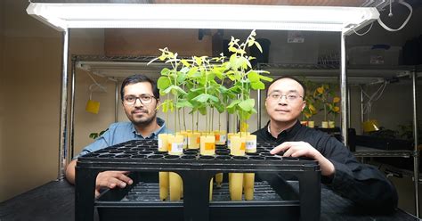 Researcher Uses Automated Imaging Technology For Fast Detection Of Destructive Soybean Pest