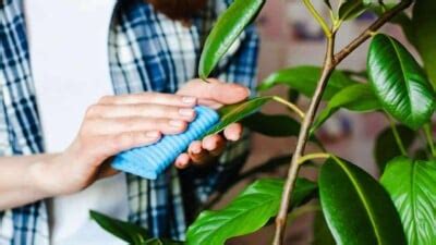 How To Plant Grow Care For Ficus Tree Indoors Outdoors
