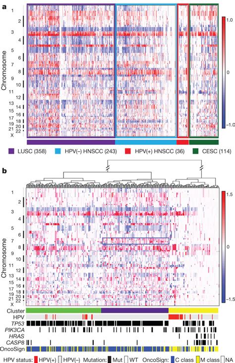 Dna Copy Number Alterations A Copy Number Alterations By Anatomic