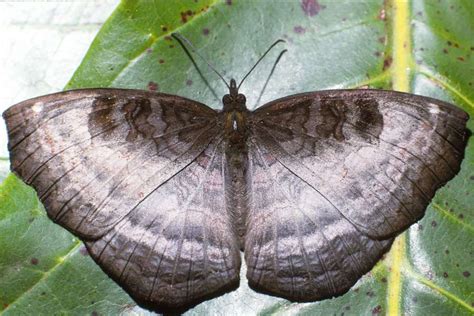 Bestimmungshilfe Des Lepiforums Ariadne Enotrea