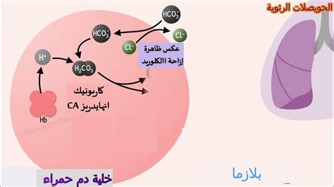 ازالة ثاني اكسيد الكربون 2 Youtube